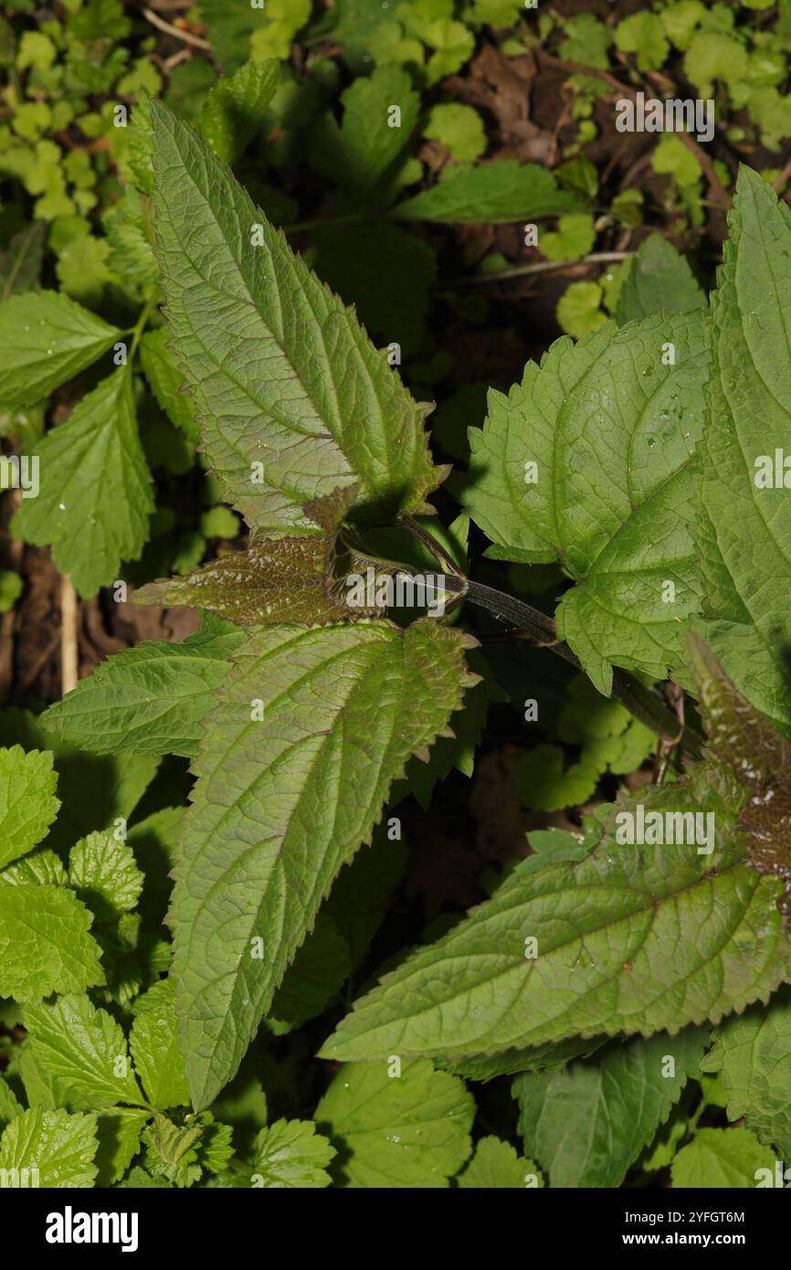 Common Figwort (Scrophularia nodosa Stock Photo - Alamy