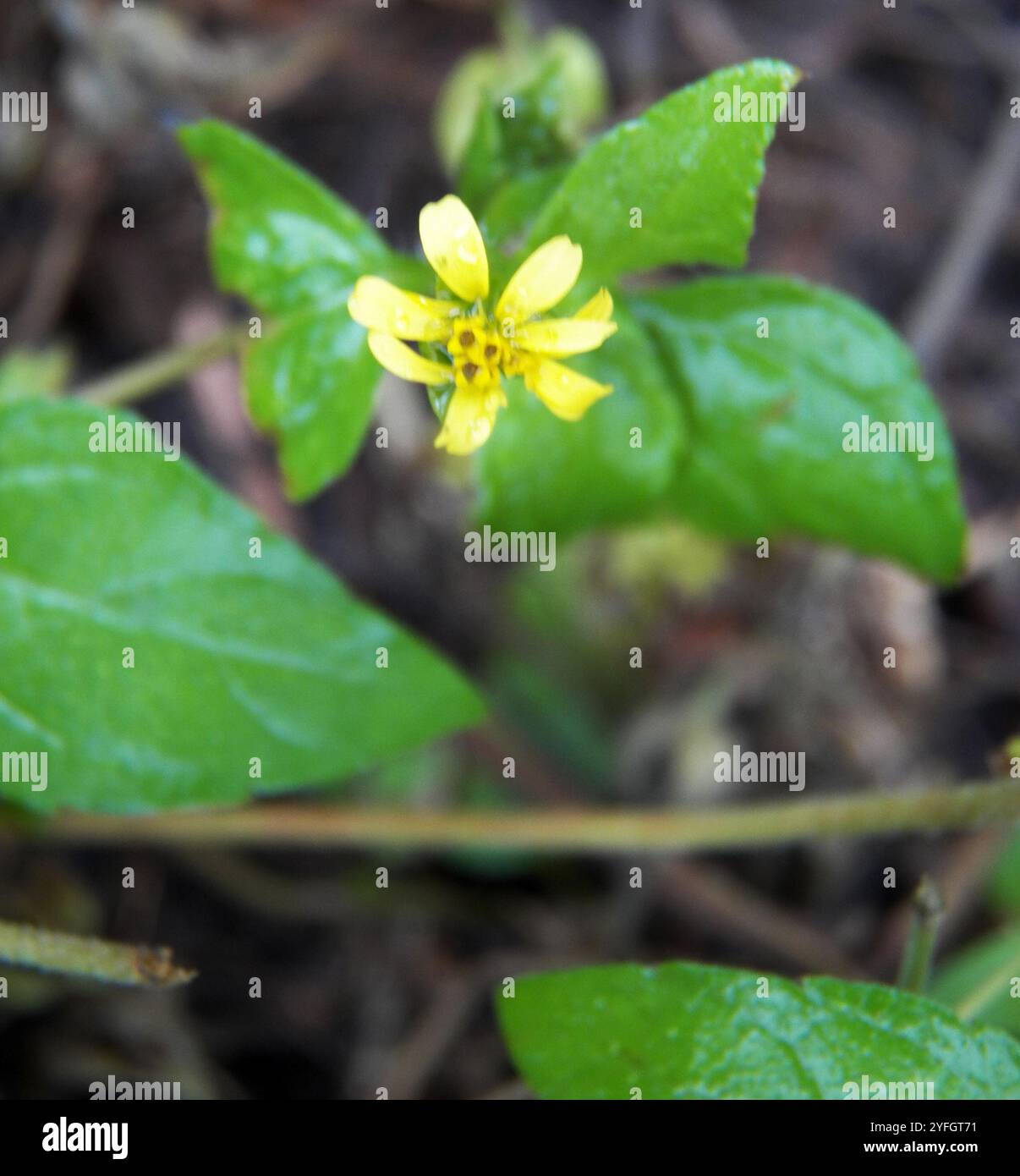 straggler daisy (Calyptocarpus vialis Stock Photo - Alamy