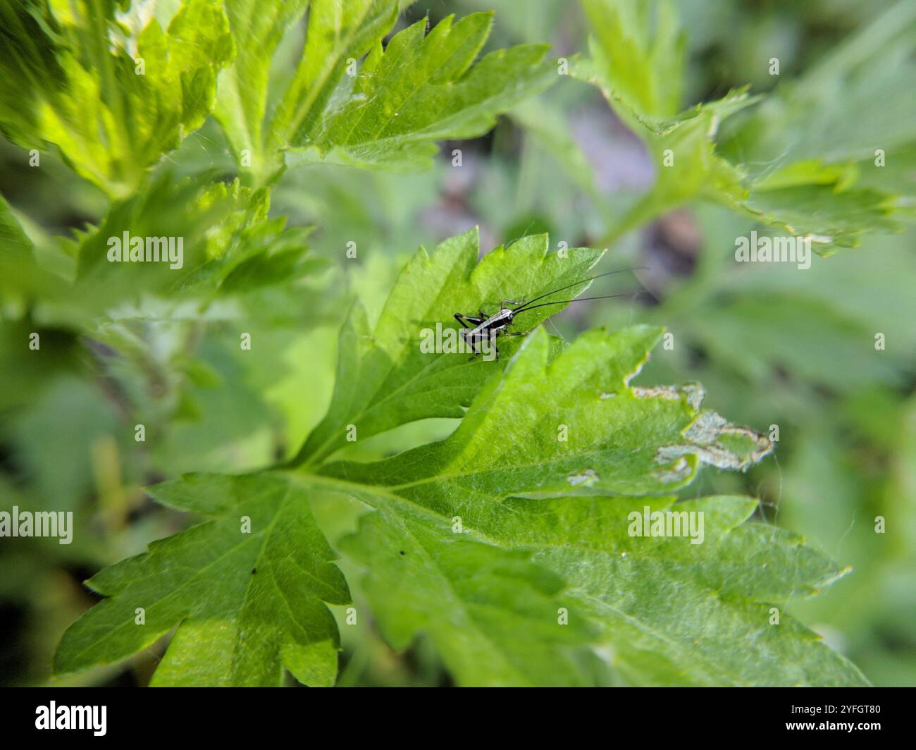 Shieldback Katydids (Tettigoniinae Stock Photo - Alamy