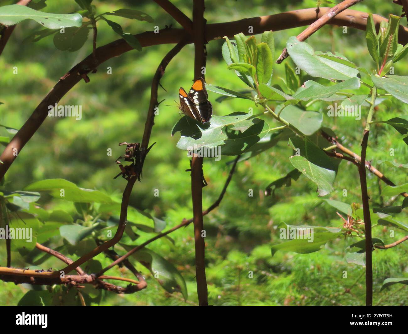 California Sister (Adelpha californica Stock Photo - Alamy