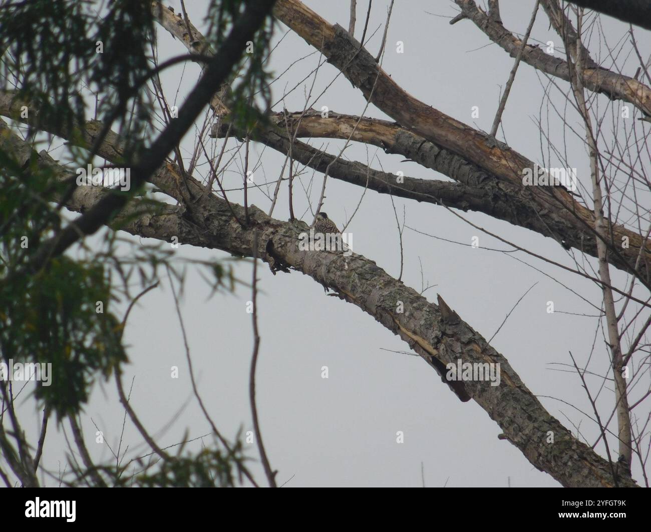Checkered woodpecker hi-res stock photography and images - Alamy