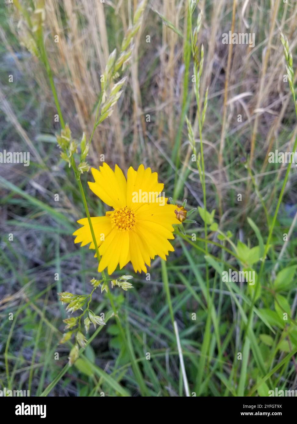 Lance-leaved Coreopsis (Coreopsis lanceolata Stock Photo - Alamy