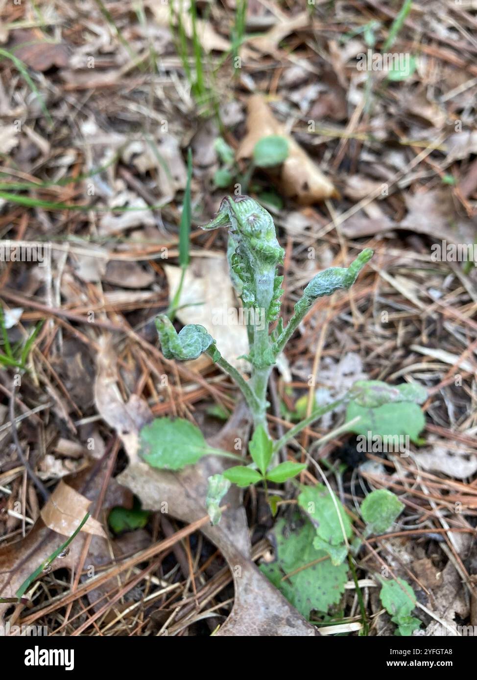 Balsam ragwort hi-res stock photography and images - Alamy
