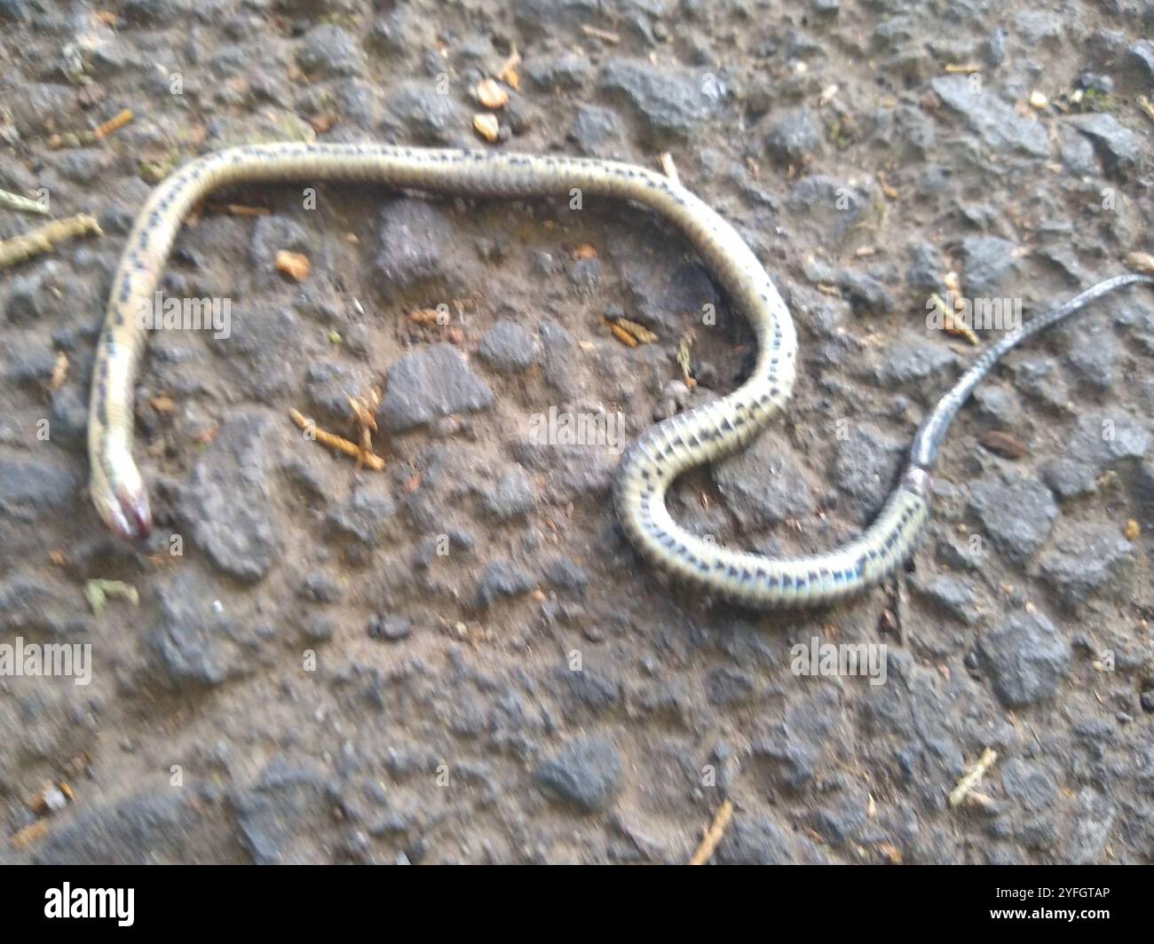 Ninia snake hi-res stock photography and images - Alamy