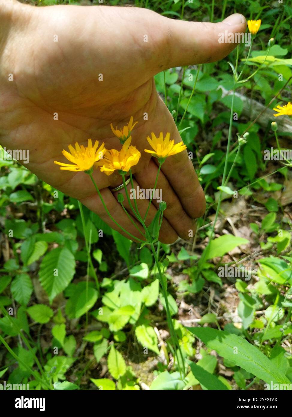 Two-flower Dwarf-dandelion (Krigia biflora Stock Photo - Alamy
