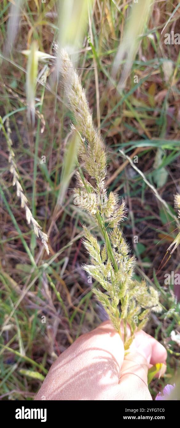 Polypogon monspeliensis hi-res stock photography and images - Alamy