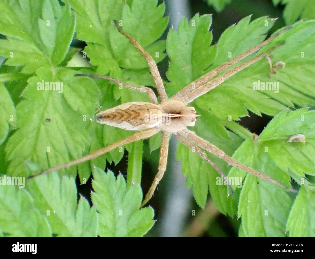 European Nursery Web spider (Pisaura mirabilis Stock Photo - Alamy