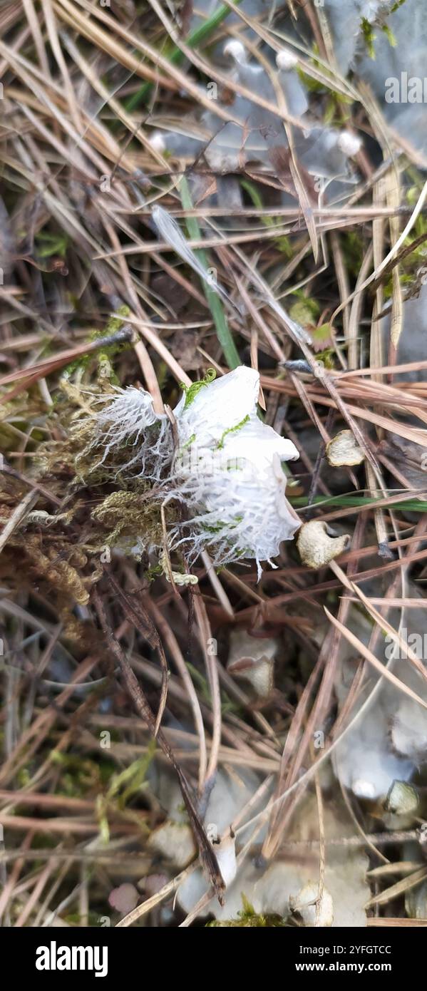 dog pelt lichen (Peltigera canina Stock Photo - Alamy