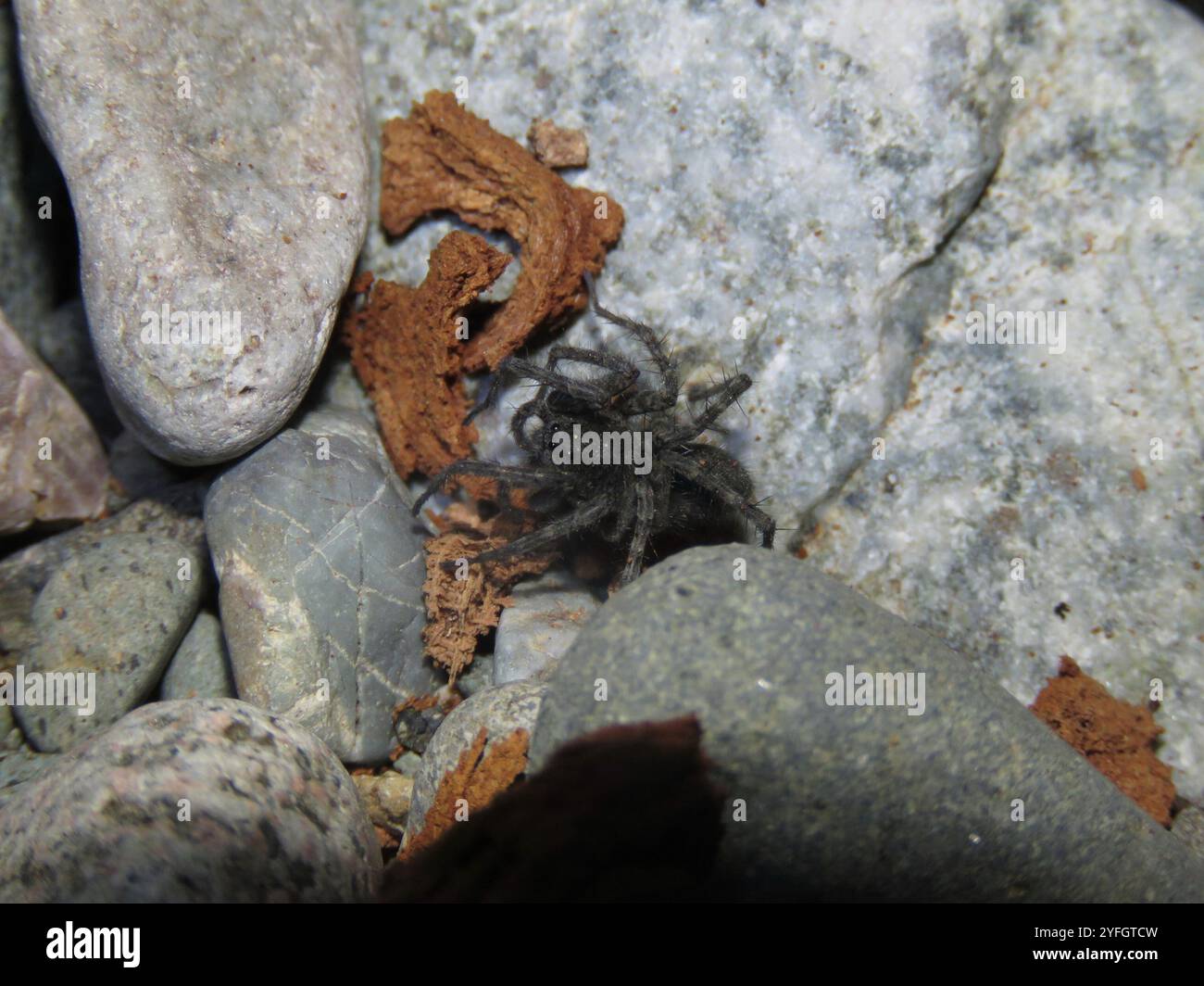 Thin-legged Wolf Spiders (Pardosa Stock Photo - Alamy