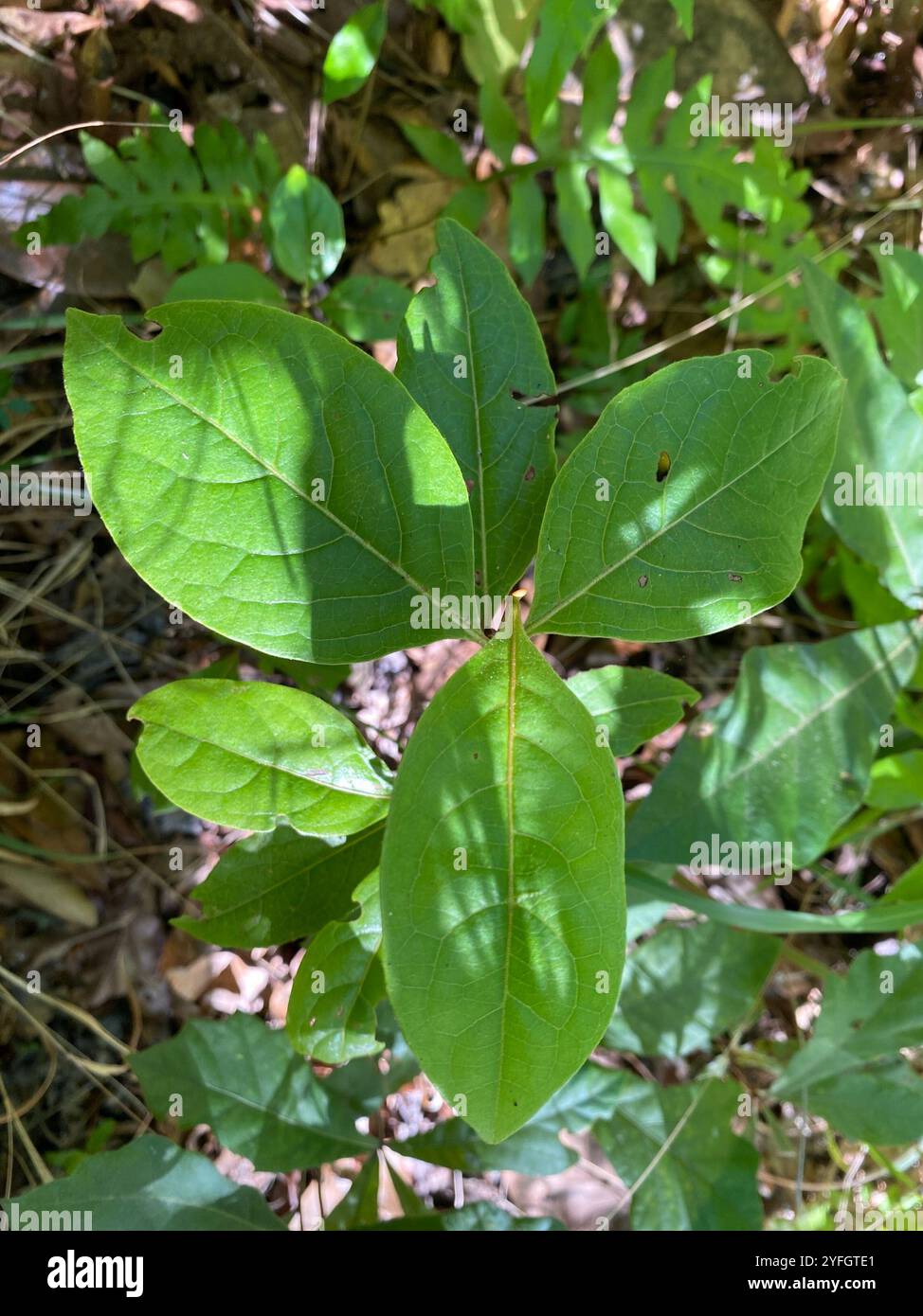 southern wild raisin (Viburnum nudum Stock Photo - Alamy