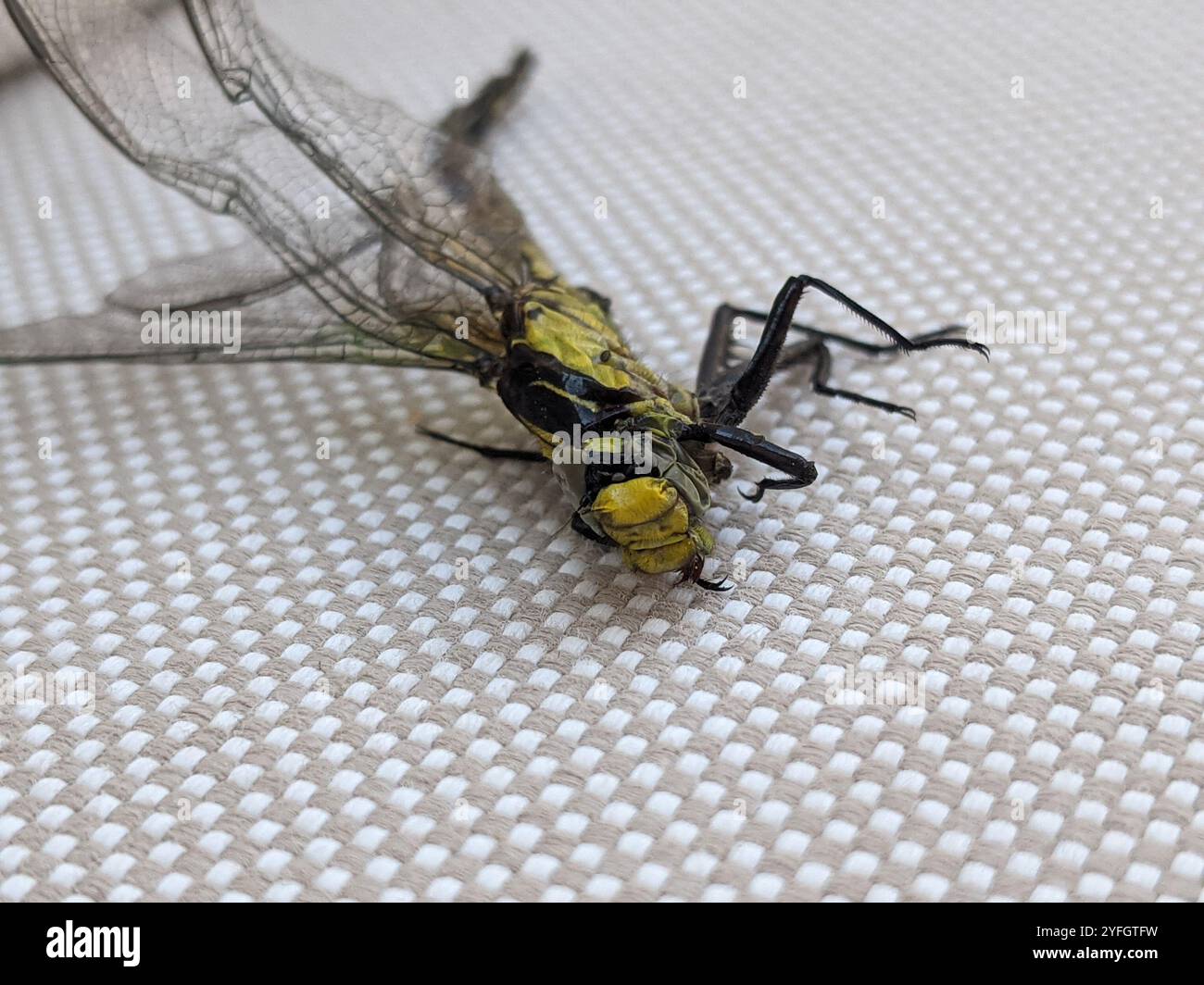 Black-shouldered Spinyleg (Dromogomphus spinosus Stock Photo - Alamy