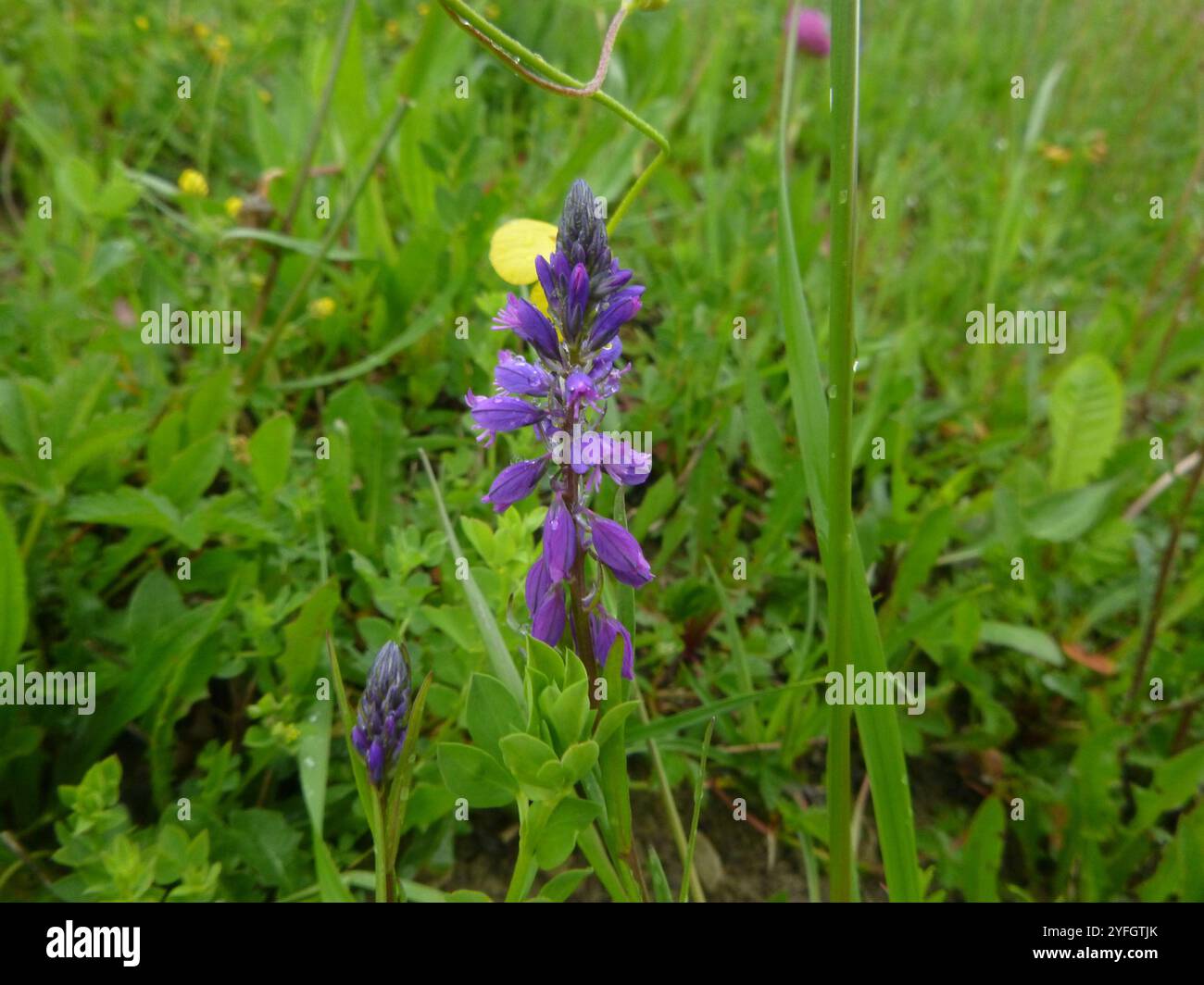 Milkwort tufted polygala comosa hi-res stock photography and images - Alamy