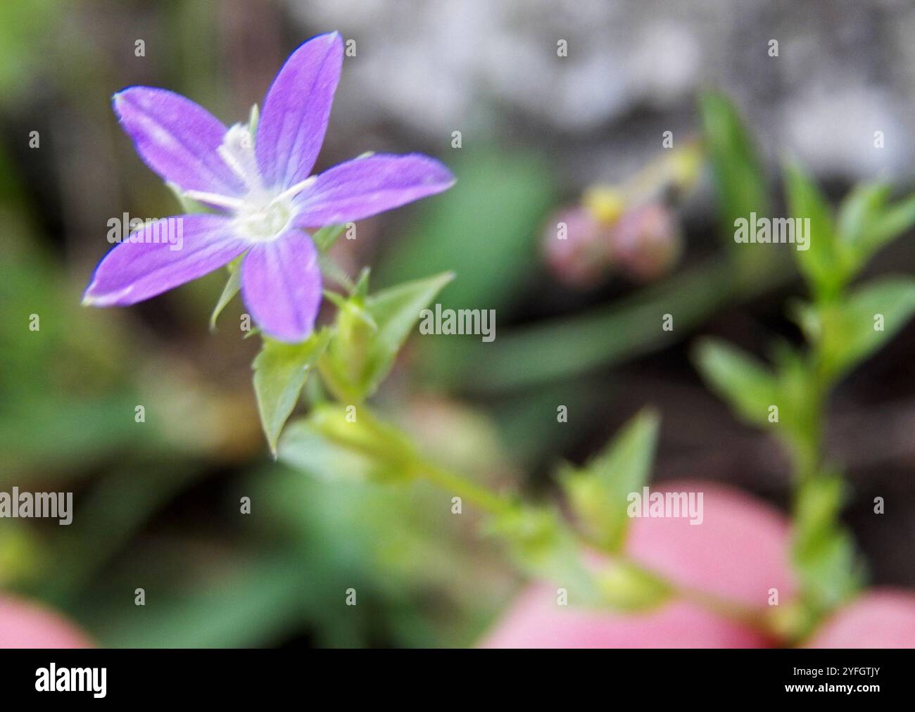 Venus's looking-glass (Triodanis biflora Stock Photo - Alamy