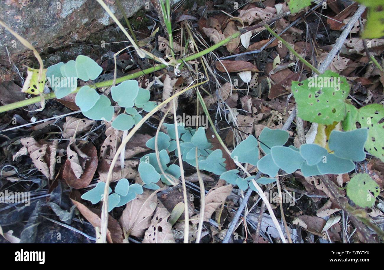 Hard Fern (Pellaea calomelanos Stock Photo - Alamy