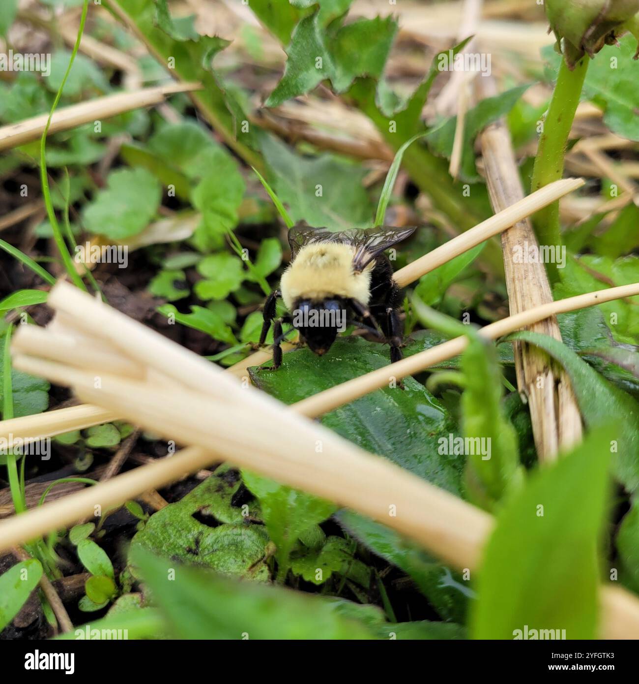 Common Eastern Bumble Bee (Bombus impatiens Stock Photo - Alamy