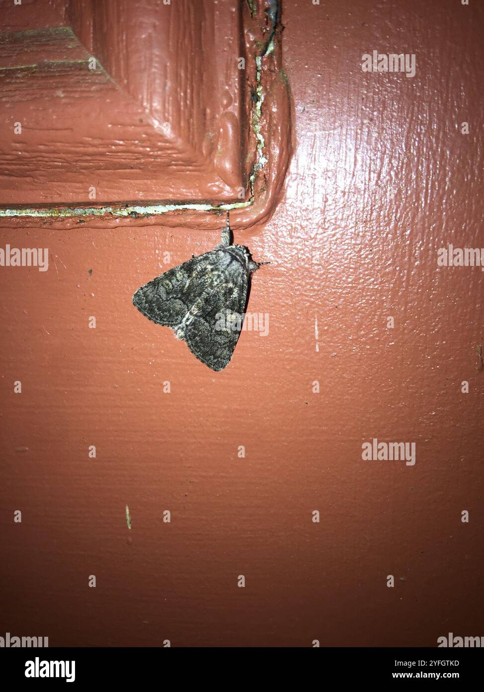 Brother Moth (Raphia frater Stock Photo - Alamy