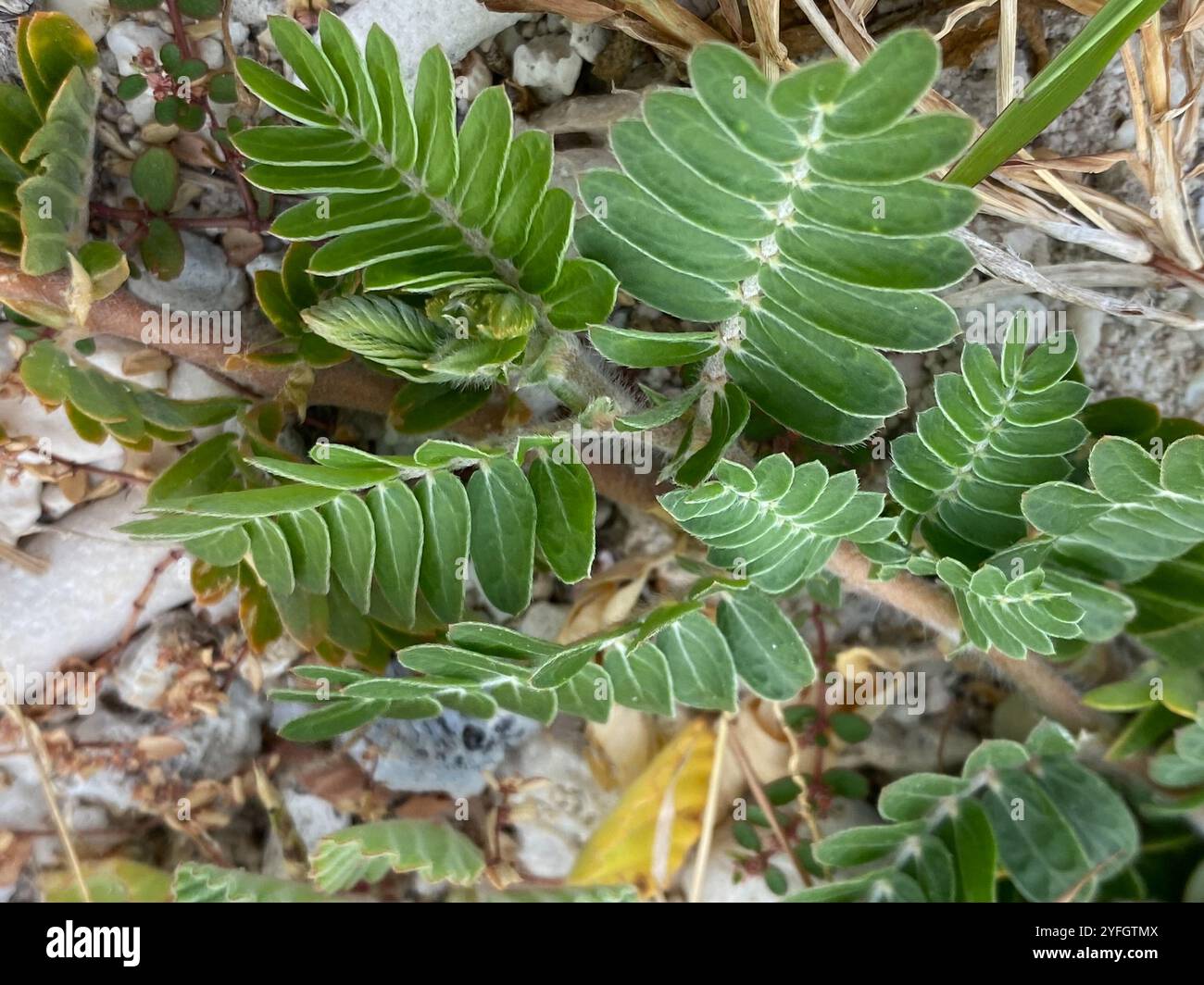 Jamaican feverplant (Tribulus cistoides Stock Photo - Alamy