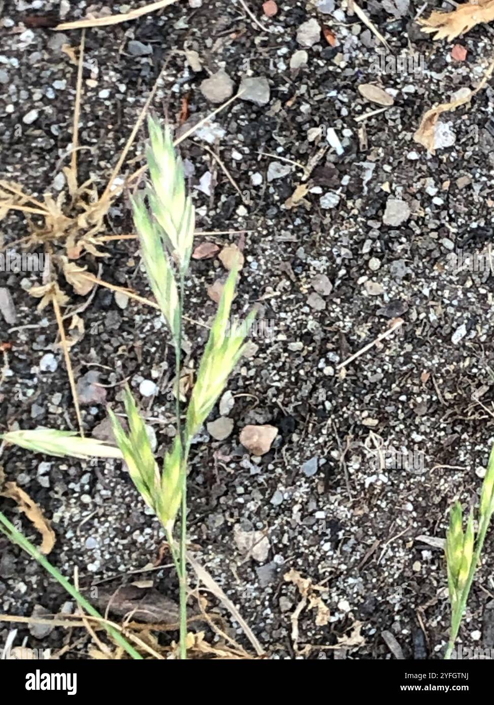 common soft brome (Bromus hordeaceus Stock Photo - Alamy