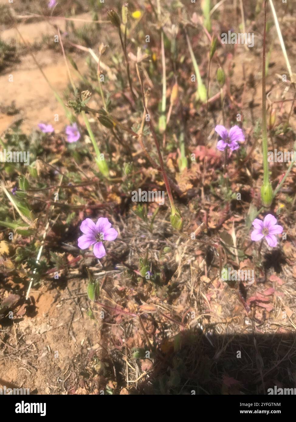 Mediterranean Stork's-bill (Erodium botrys Stock Photo - Alamy
