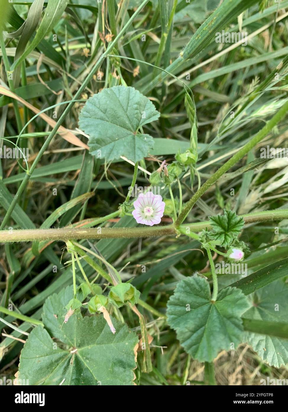 dwarf mallow (Malva neglecta Stock Photo - Alamy
