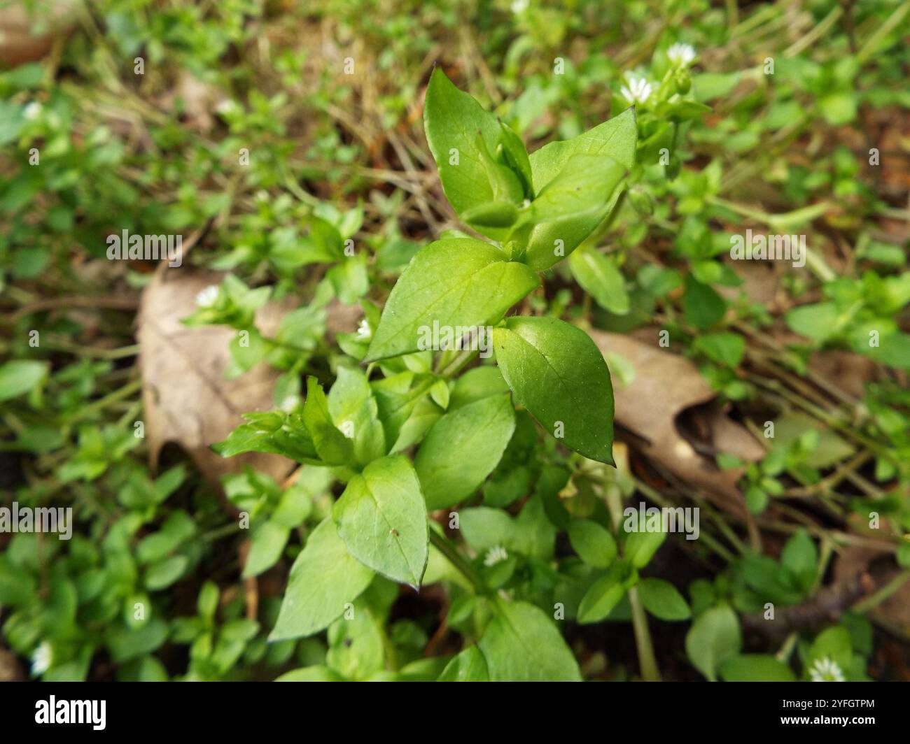 Common Chickweed Complex (Stellaria media Stock Photo - Alamy