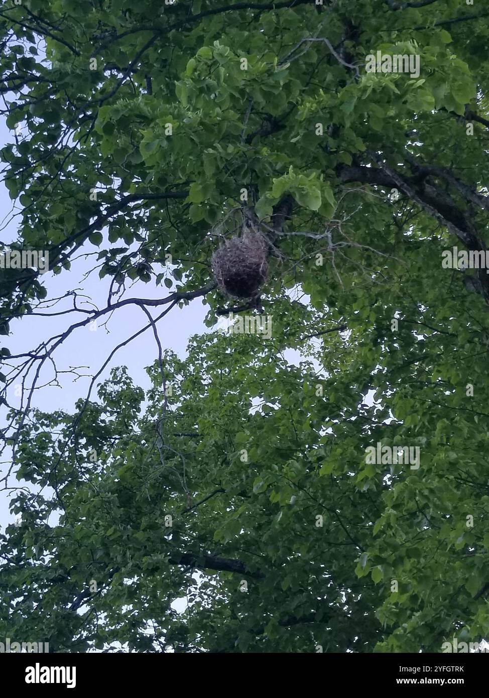 New World Blackbirds and Orioles (Icteridae Stock Photo - Alamy
