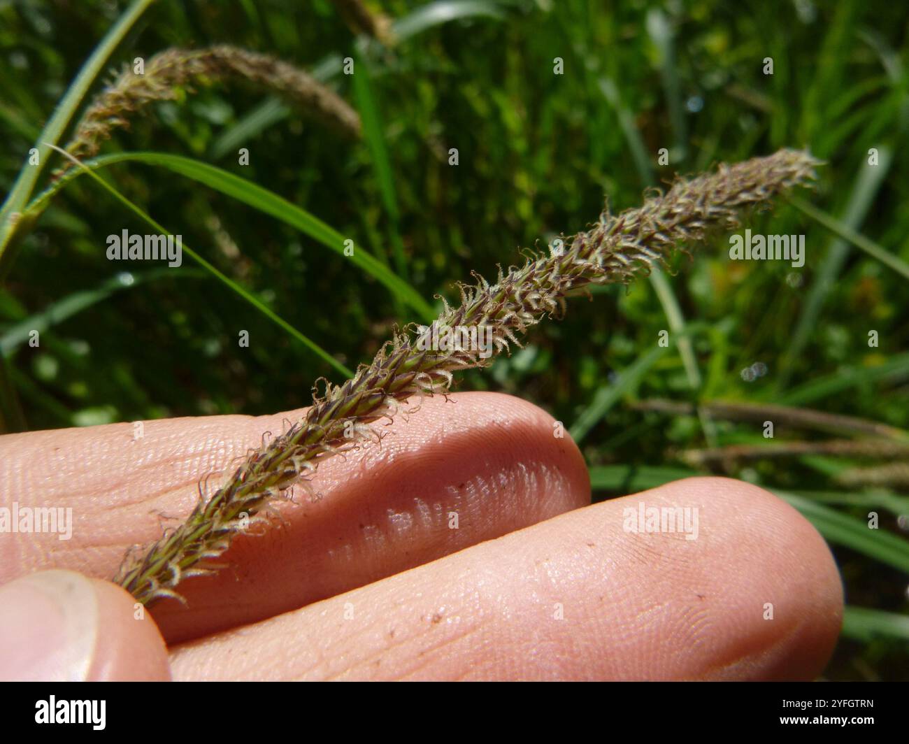 slender tufted-sedge (Carex acuta Stock Photo - Alamy