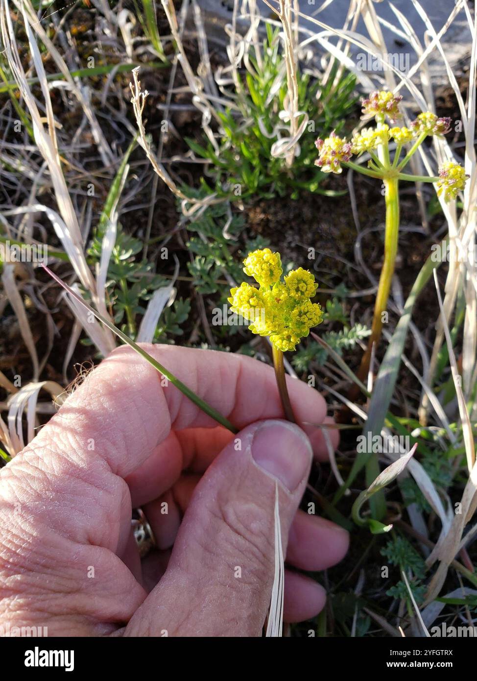 Lomatium root hi-res stock photography and images - Alamy