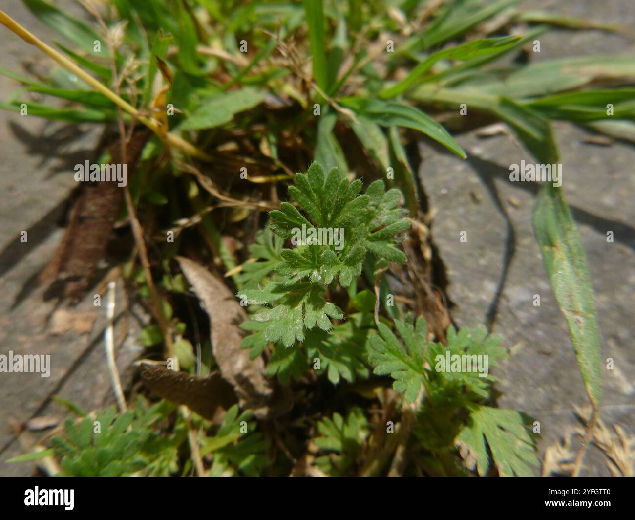Field Parsley Piert (Alchemilla arvensis Stock Photo - Alamy