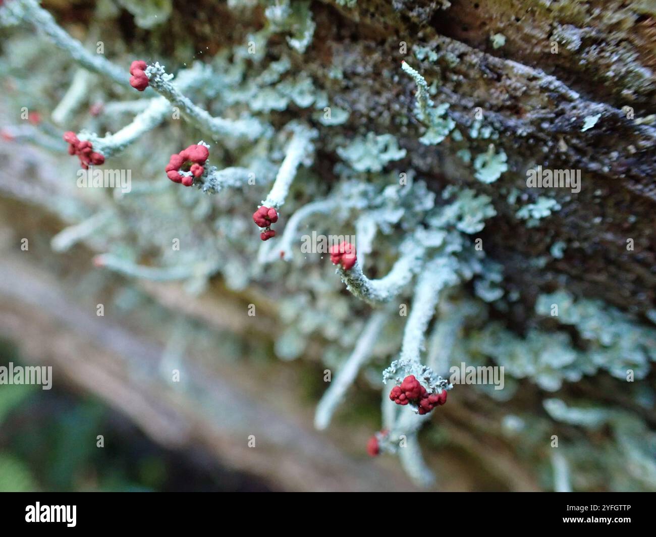 pixie cup and reindeer lichens (Cladonia Stock Photo - Alamy