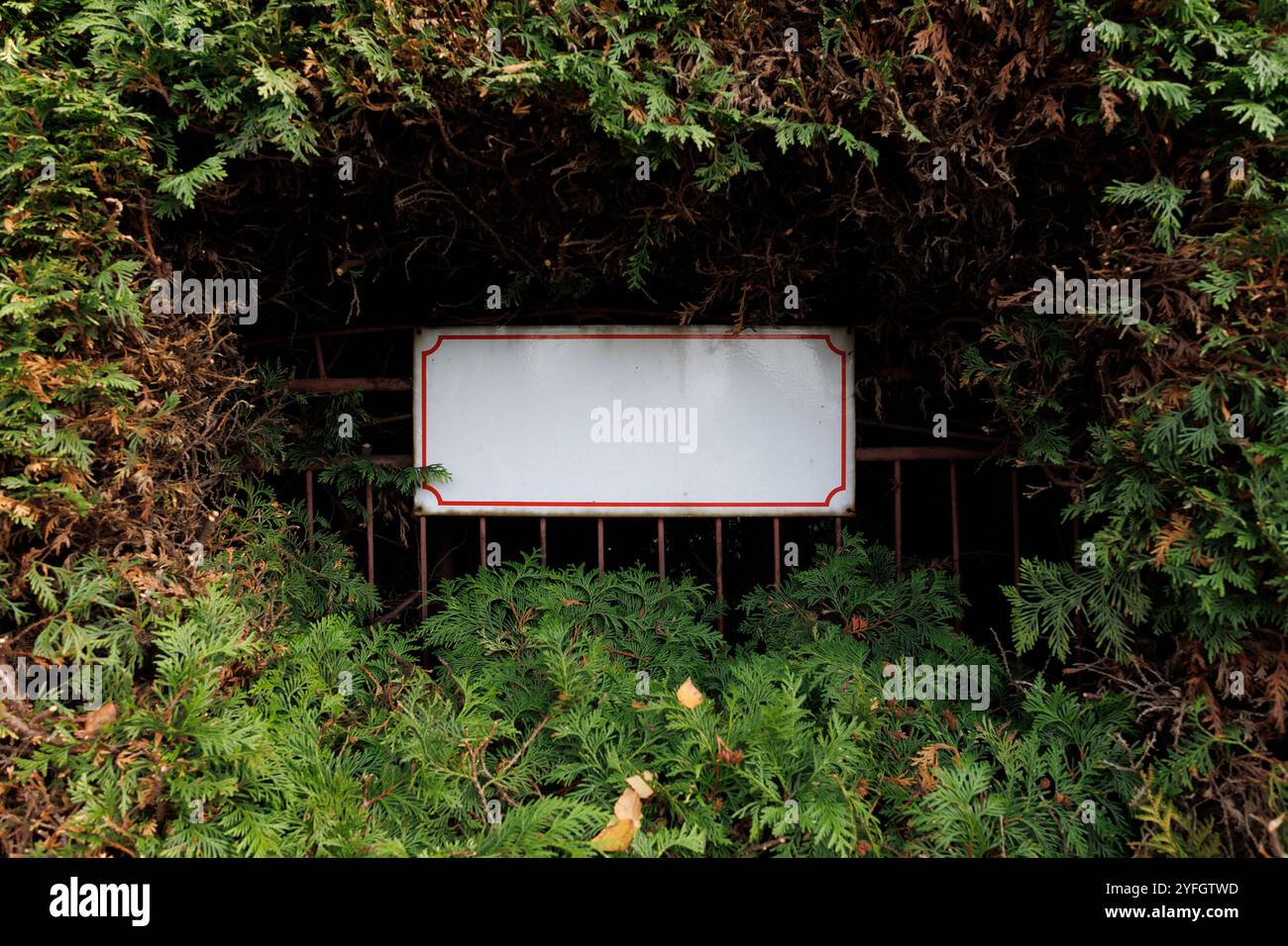 Blank and empty white street sign is surrounded by green vegetation of ...
