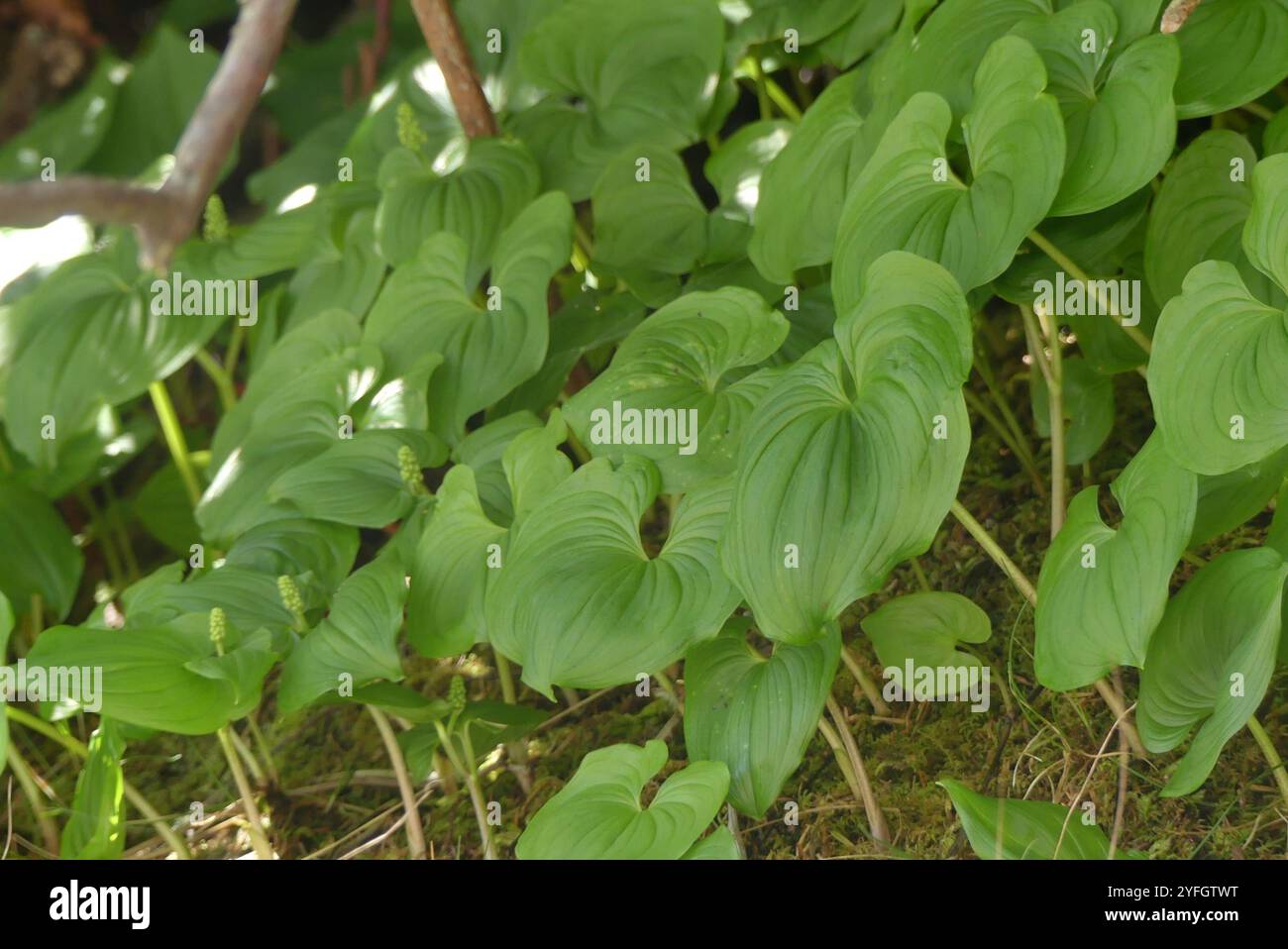 Western Lily of the Valley (Maianthemum dilatatum Stock Photo - Alamy