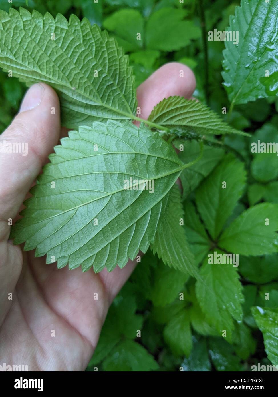 wood nettle (Laportea canadensis Stock Photo - Alamy
