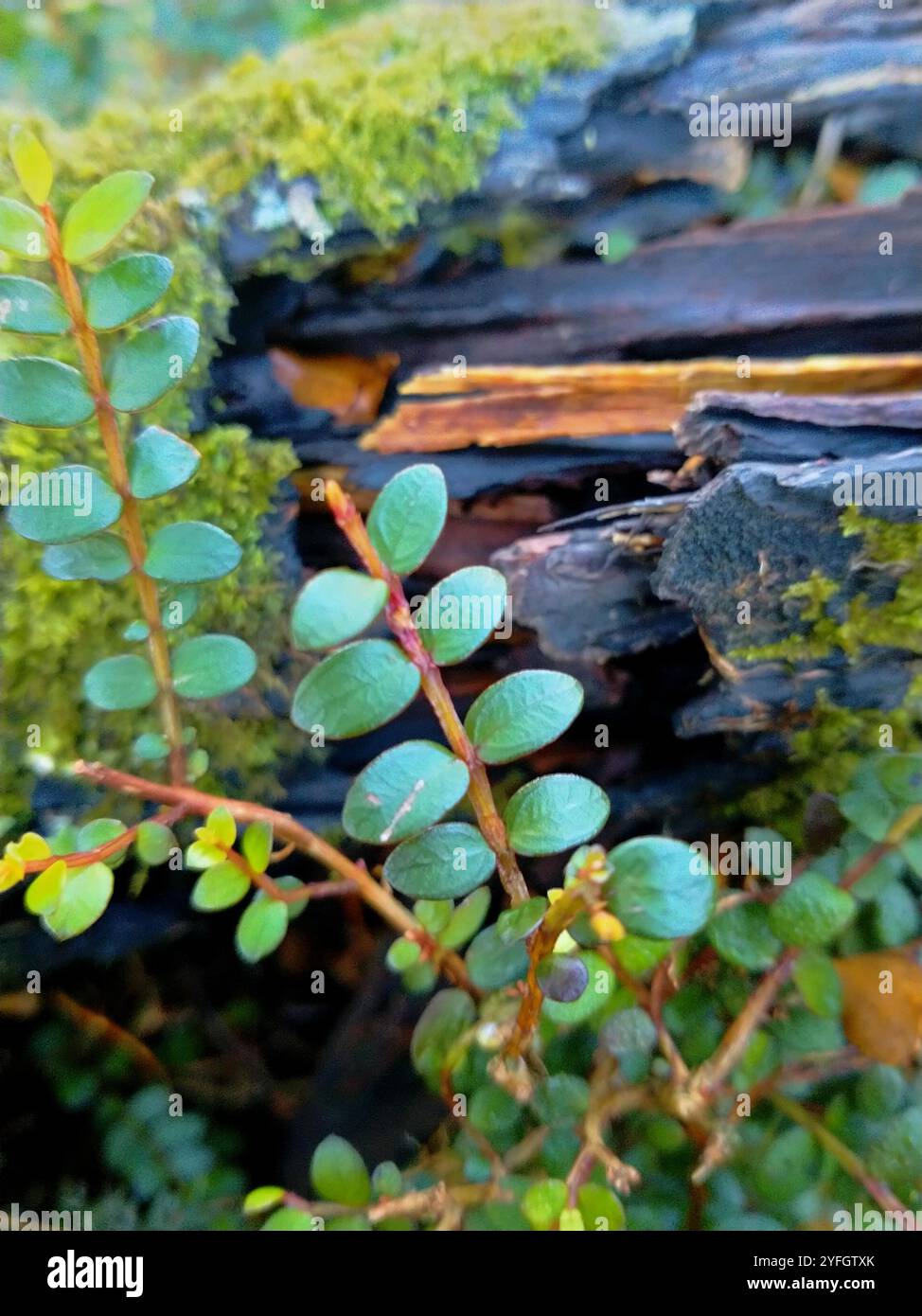 white climbing rātā (Metrosideros diffusa Stock Photo - Alamy