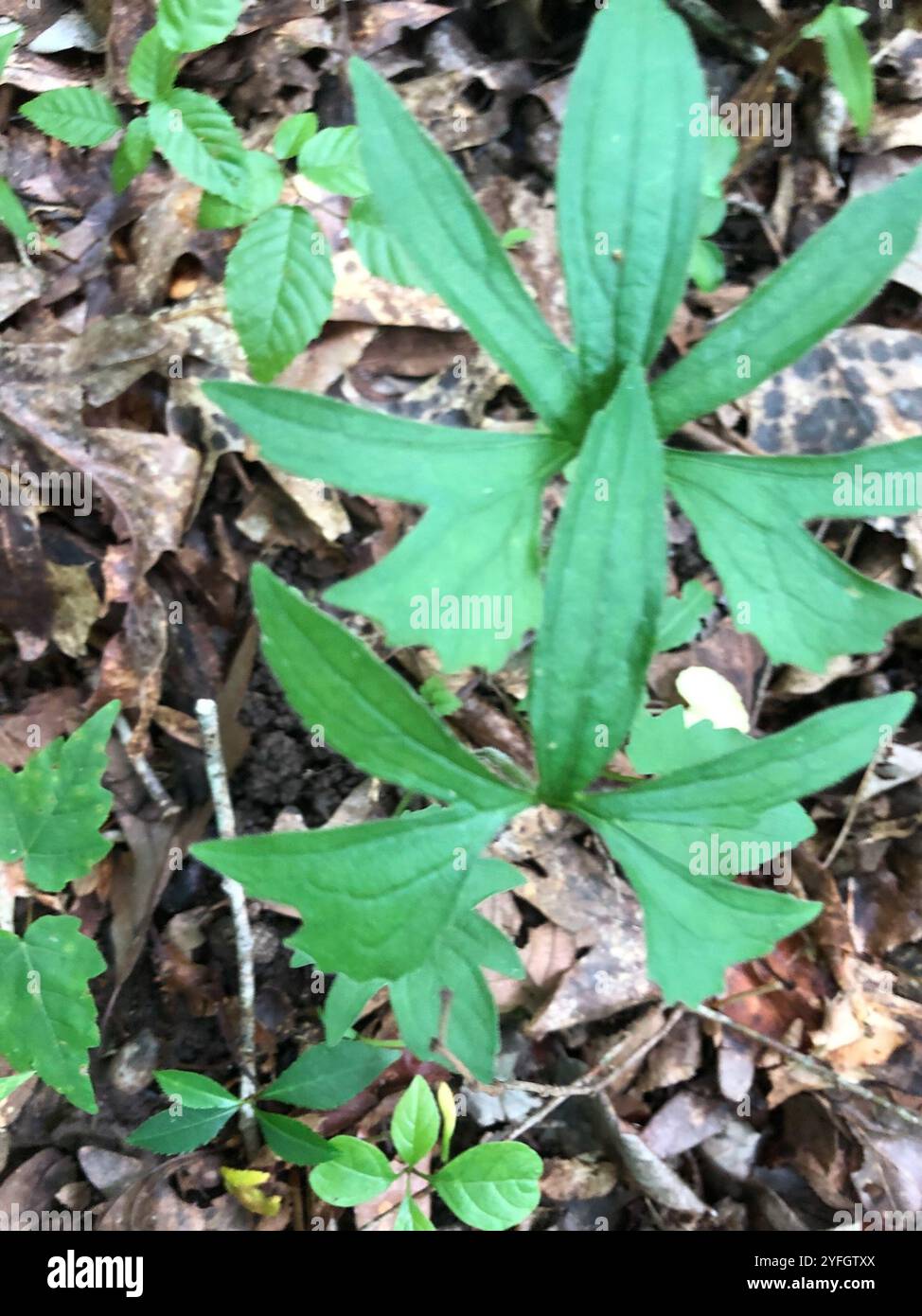 three-lobed violet (Viola palmata Stock Photo - Alamy