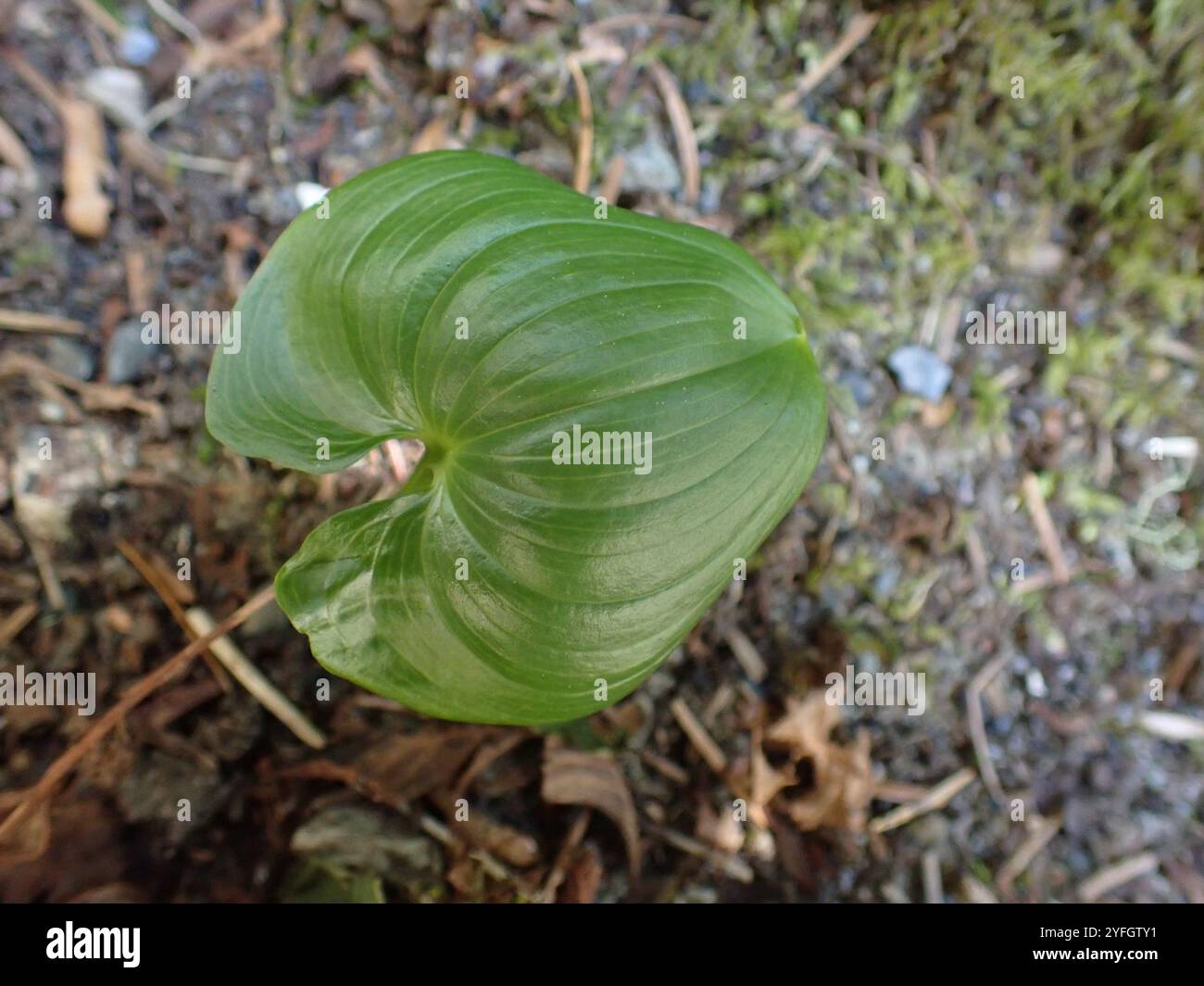 Western Lily of the Valley (Maianthemum dilatatum Stock Photo - Alamy