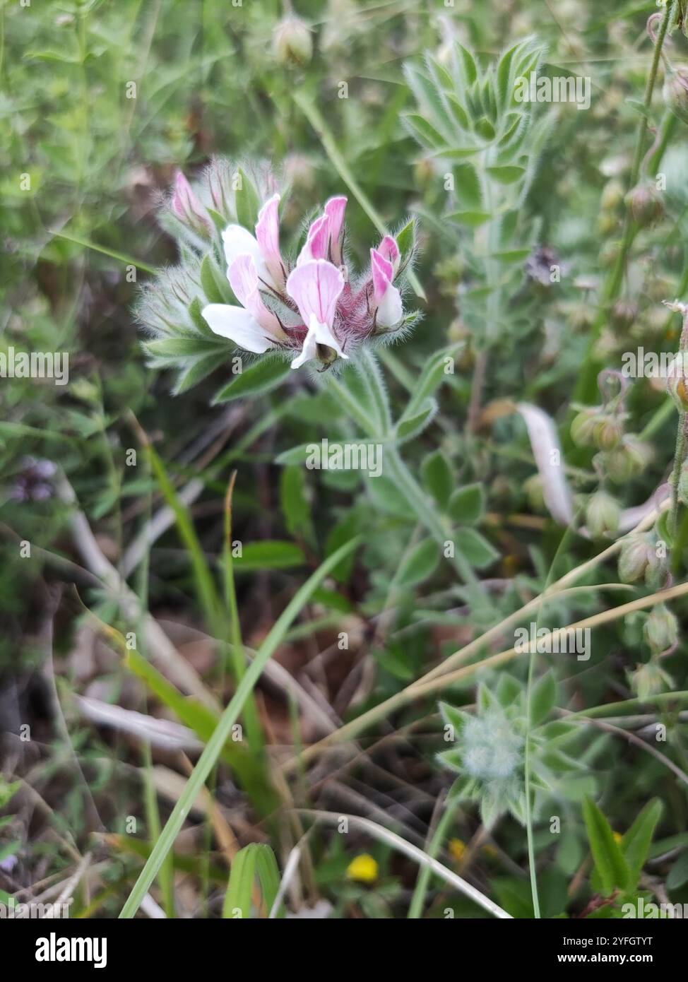Hairy canary clover lotus hirsutus hi-res stock photography and images ...