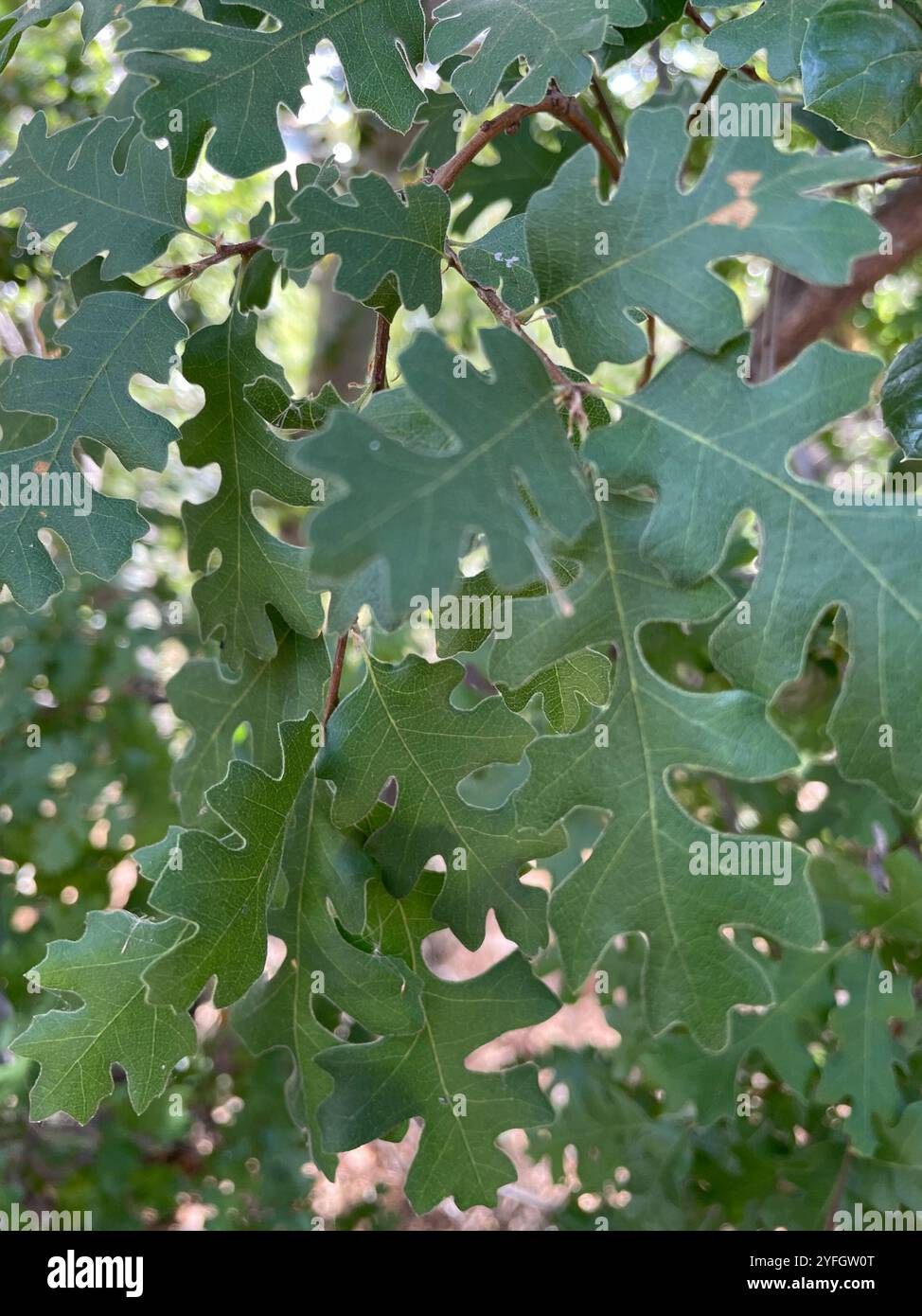 valley oak (Quercus lobata Stock Photo - Alamy