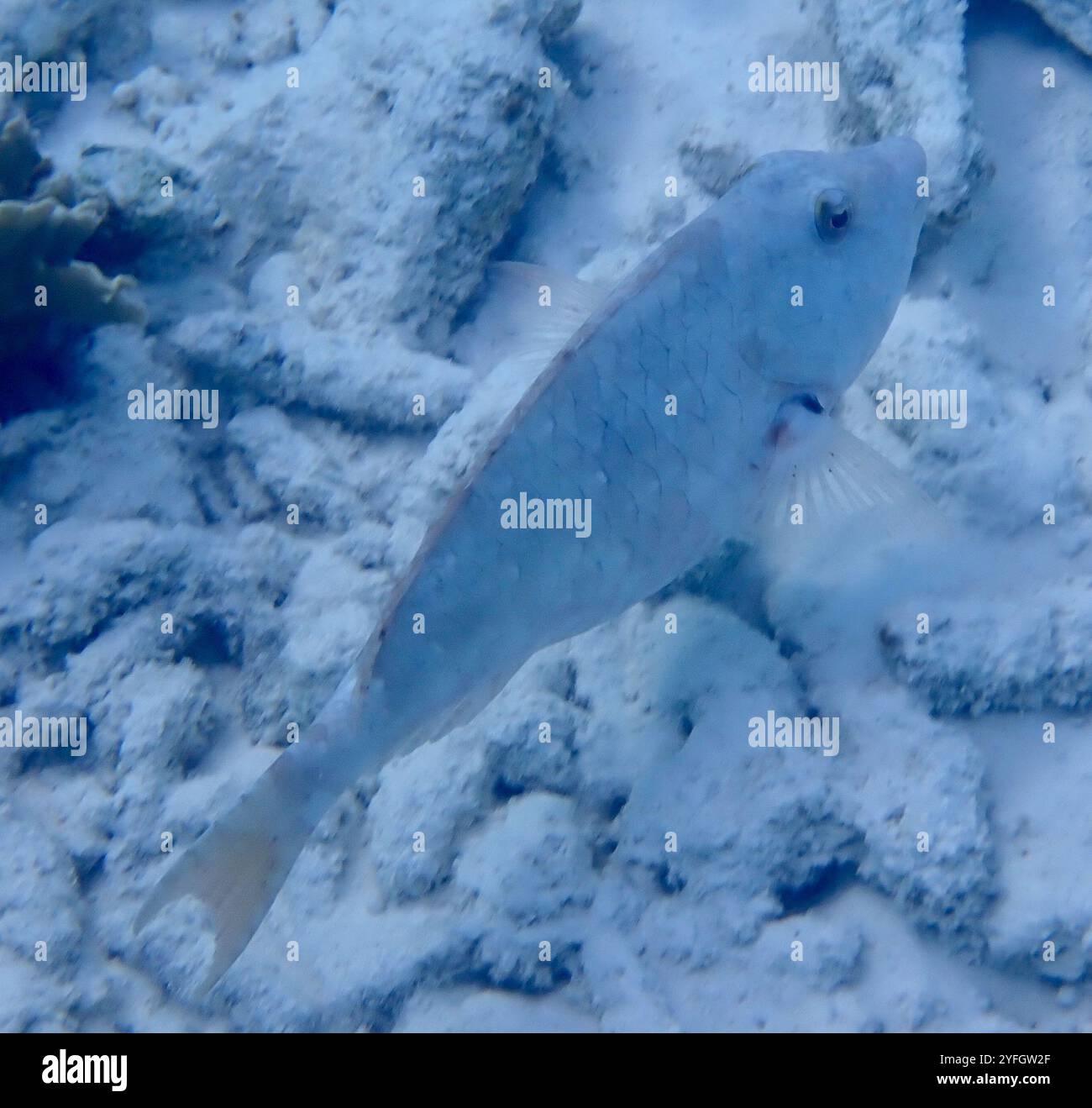 Yellowtail Parrotfish (Sparisoma rubripinne Stock Photo - Alamy