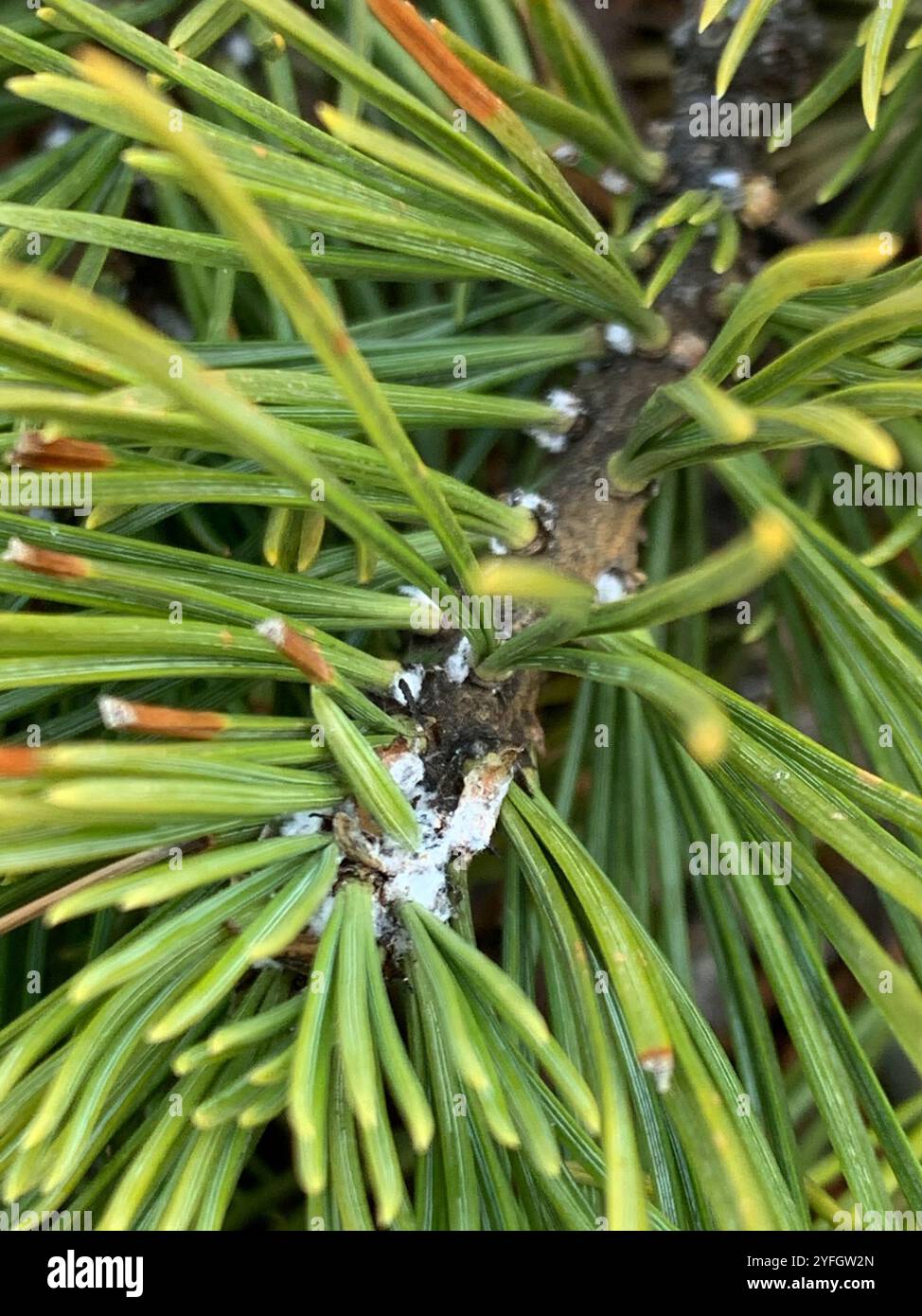 limber pine (Pinus flexilis Stock Photo - Alamy