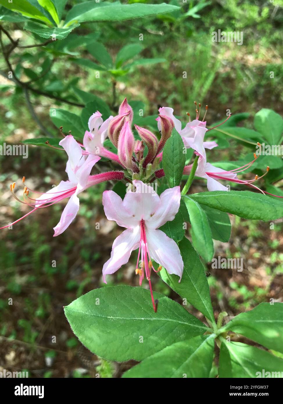 early azalea (Rhododendron prinophyllum Stock Photo - Alamy