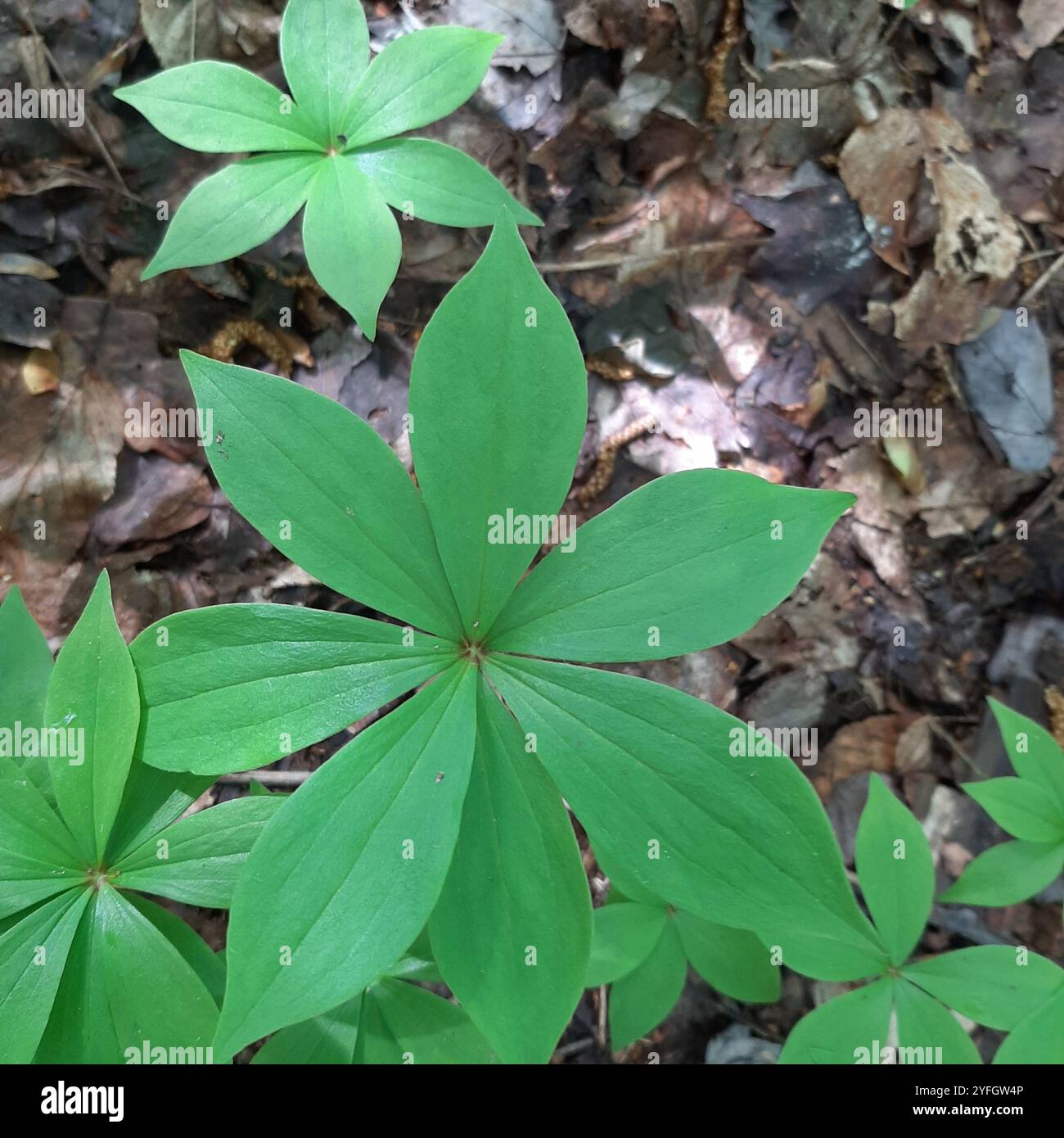 Cucumber Root (Medeola virginiana Stock Photo - Alamy
