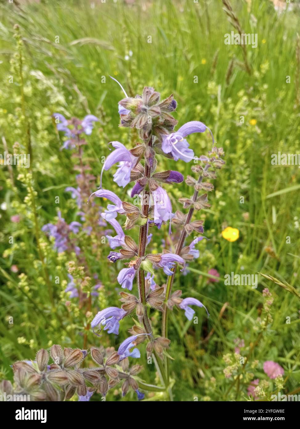 Meadow Sage (Salvia pratensis Stock Photo - Alamy