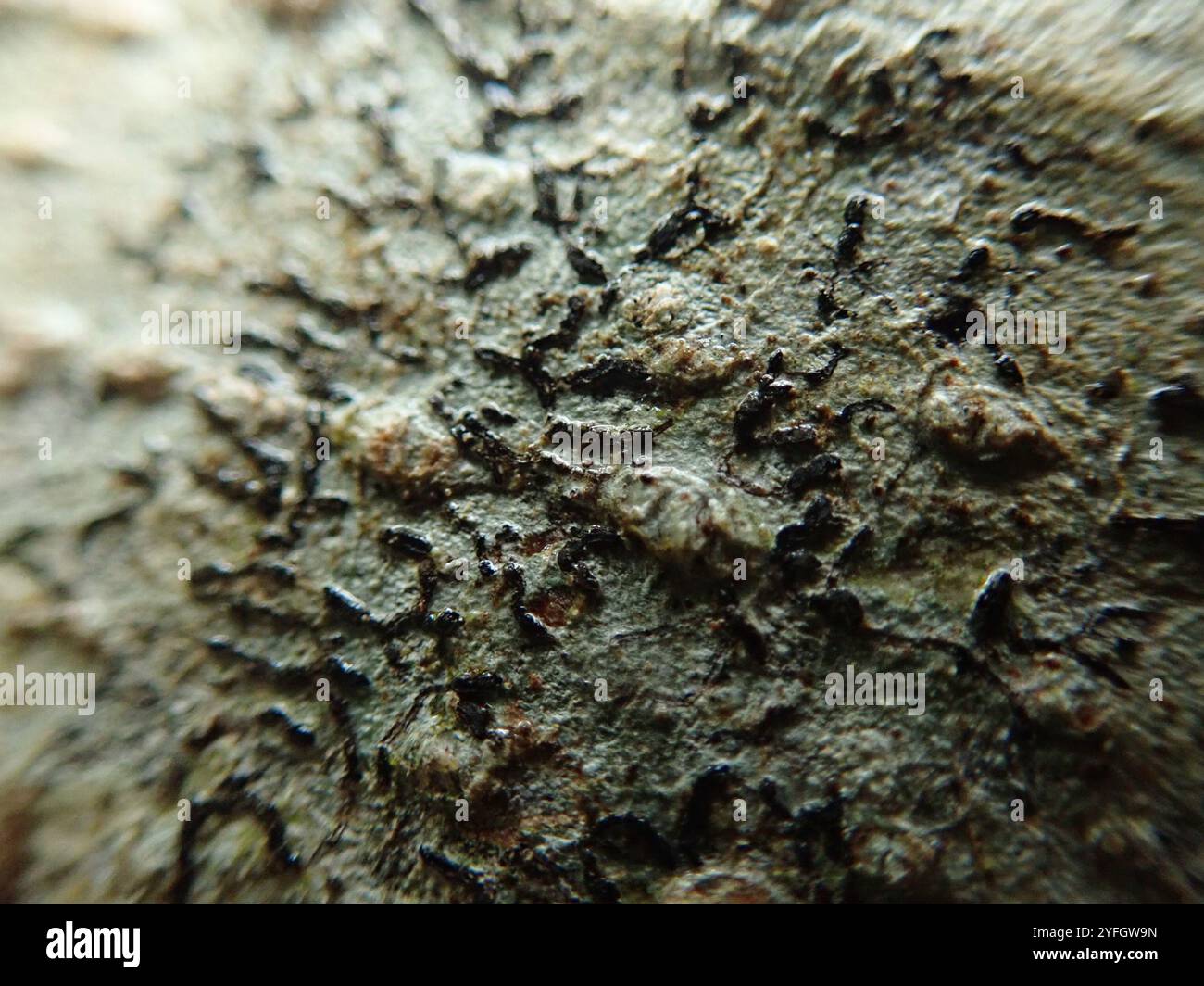 Common Script Lichen (Graphis scripta Stock Photo - Alamy
