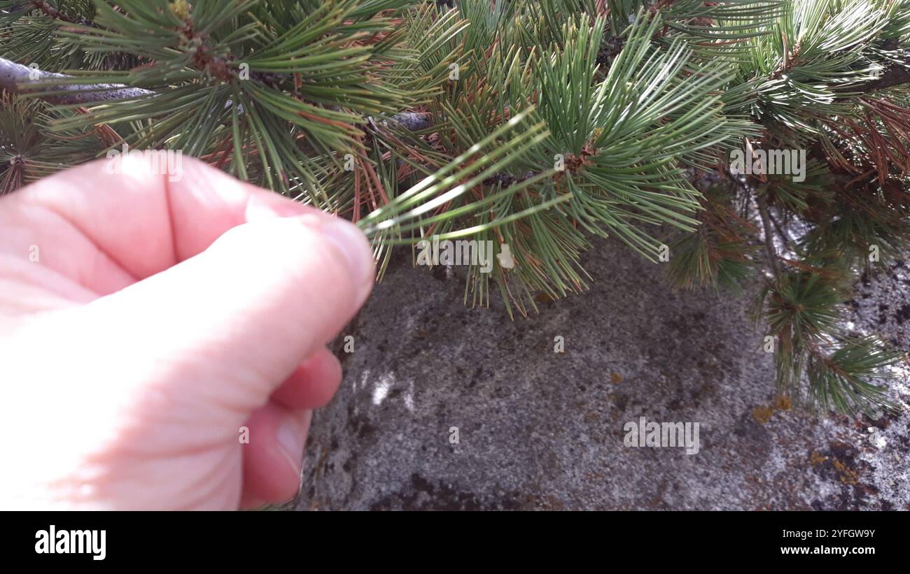 limber pine (Pinus flexilis Stock Photo - Alamy