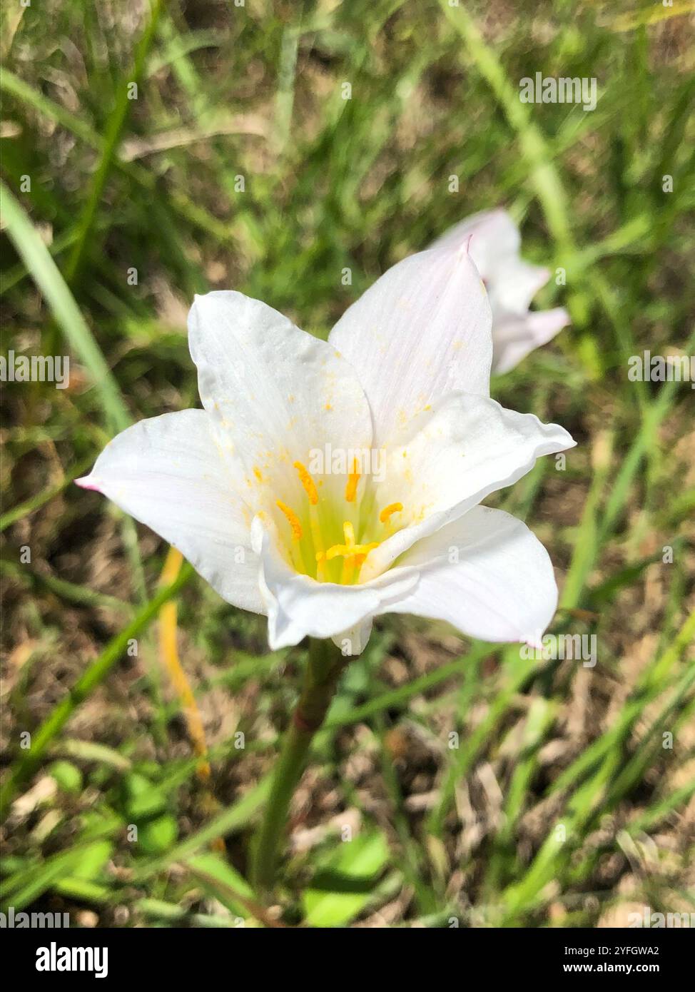 Simpson's zephyr lily (Zephyranthes simpsonii Stock Photo - Alamy