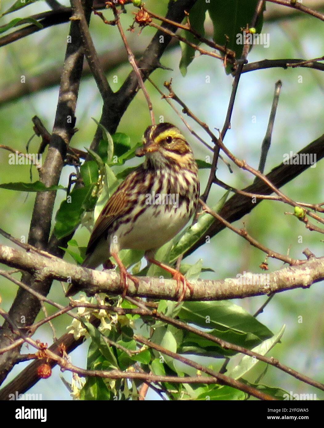 Savannah Sparrow (Passerculus sandwichensis Stock Photo - Alamy
