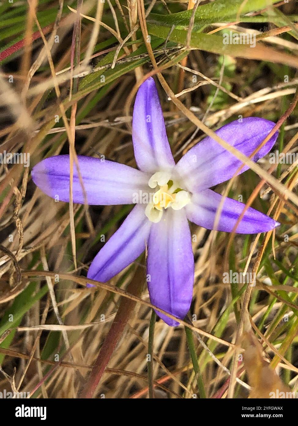 Dwarf Brodiaea (Brodiaea terrestris Stock Photo - Alamy