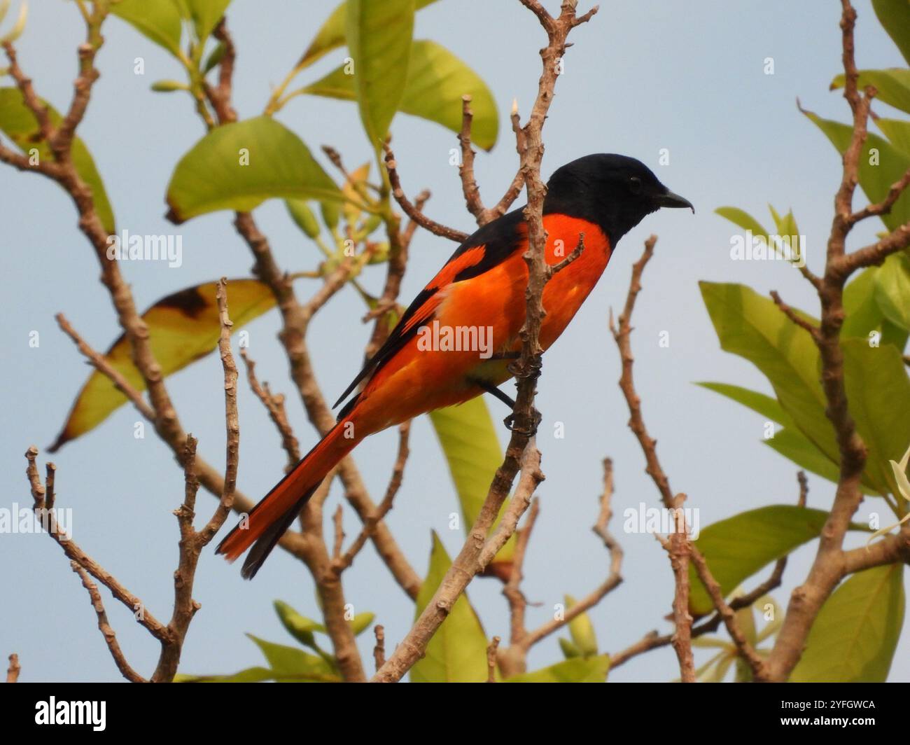 Pericrocotus speciosus hi-res stock photography and images - Alamy