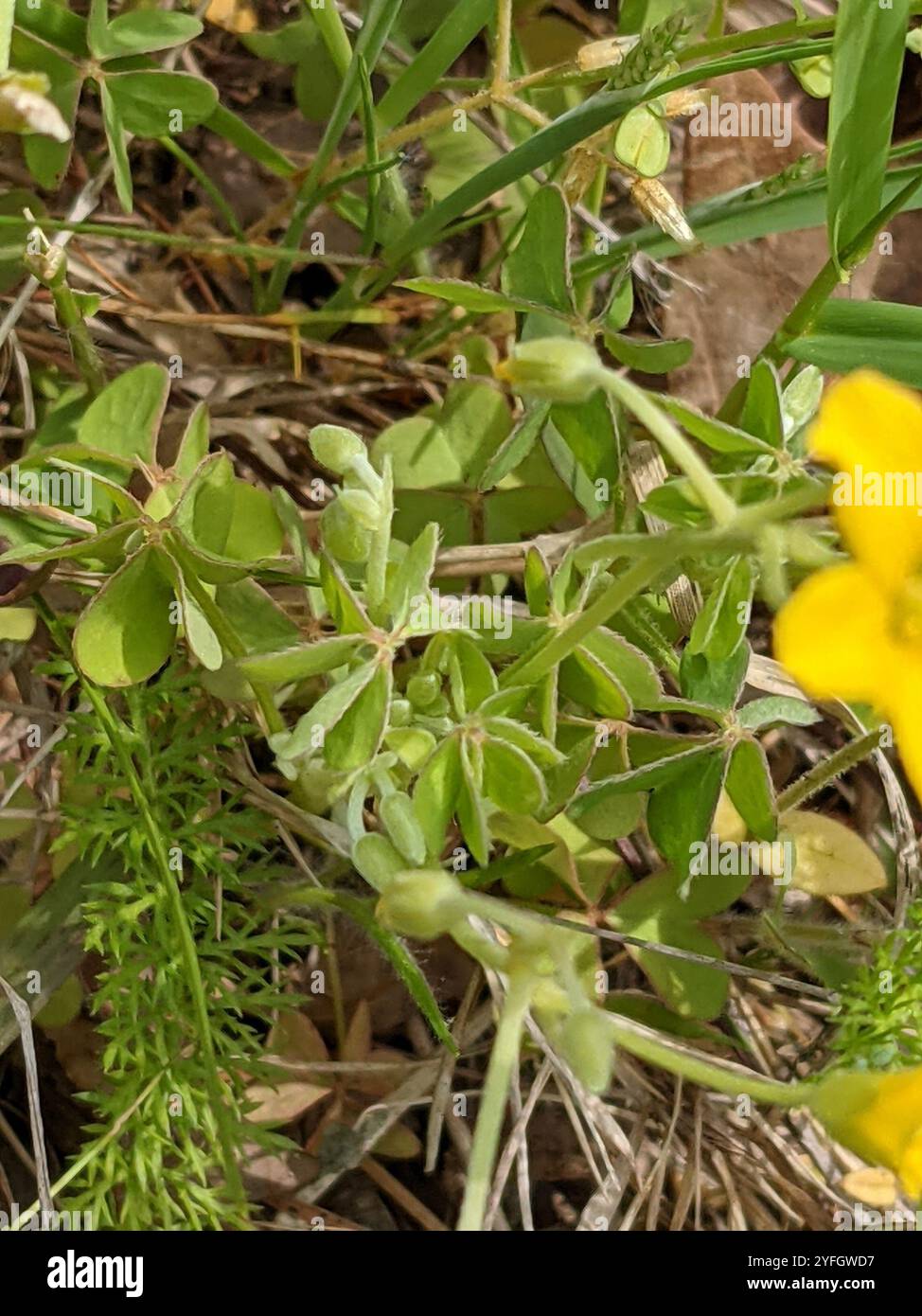 upright yellow woodsorrel (Oxalis stricta Stock Photo - Alamy